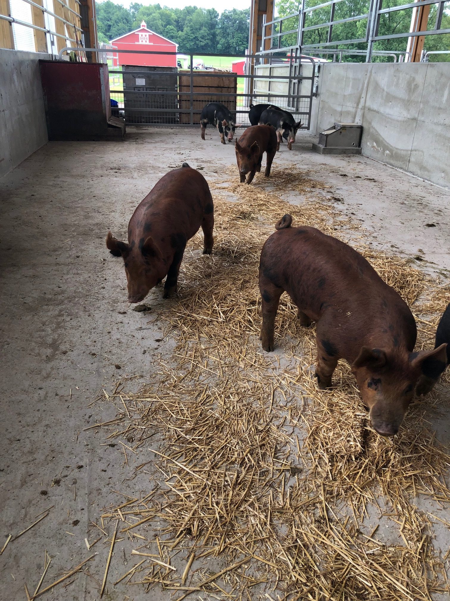 Information & Pricing - Local Beef and Pork Broad Brook CT