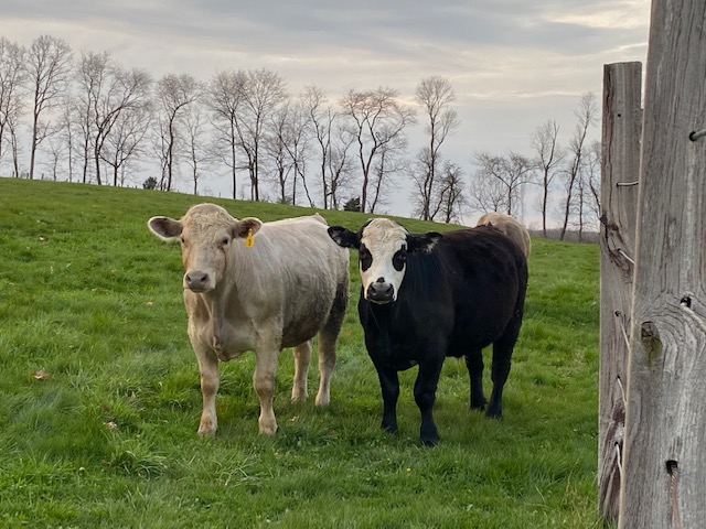 Local Grass Fed Beef | CT, RI, MA | Sunset Valley Farms LLC