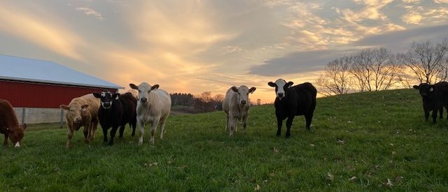 Local Grass Fed Beef | CT, RI, MA | Sunset Valley Farms LLC